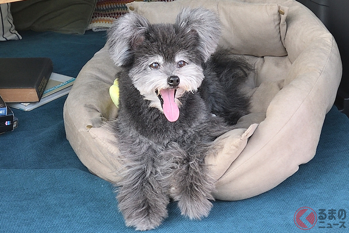 「シエンタ犬が可愛すぎる！」トヨタ「小型ミニバン」話題のCMが復活！ キュートなワンコの正体は？（くるまのニュース） | 自動車情報・ニュース - carview!